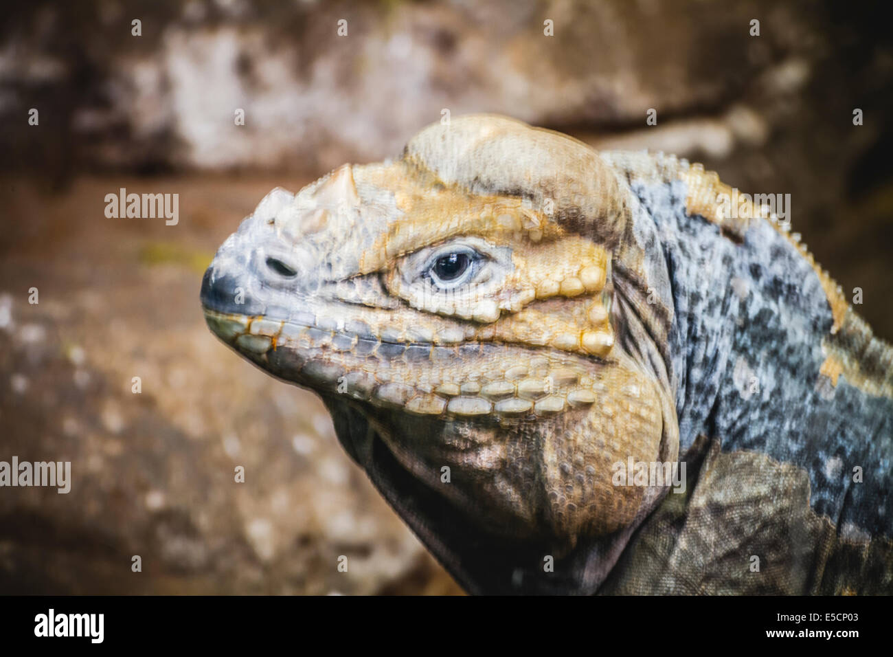 scaly lizard skin resting in the sun Stock Photo - Alamy