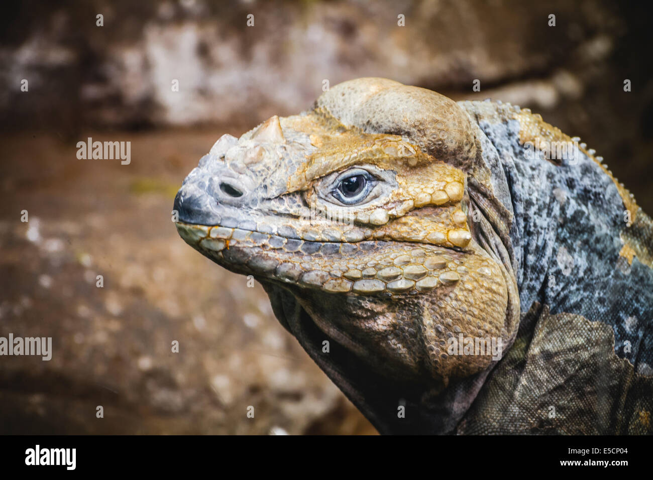 scaly lizard skin resting in the sun Stock Photo - Alamy