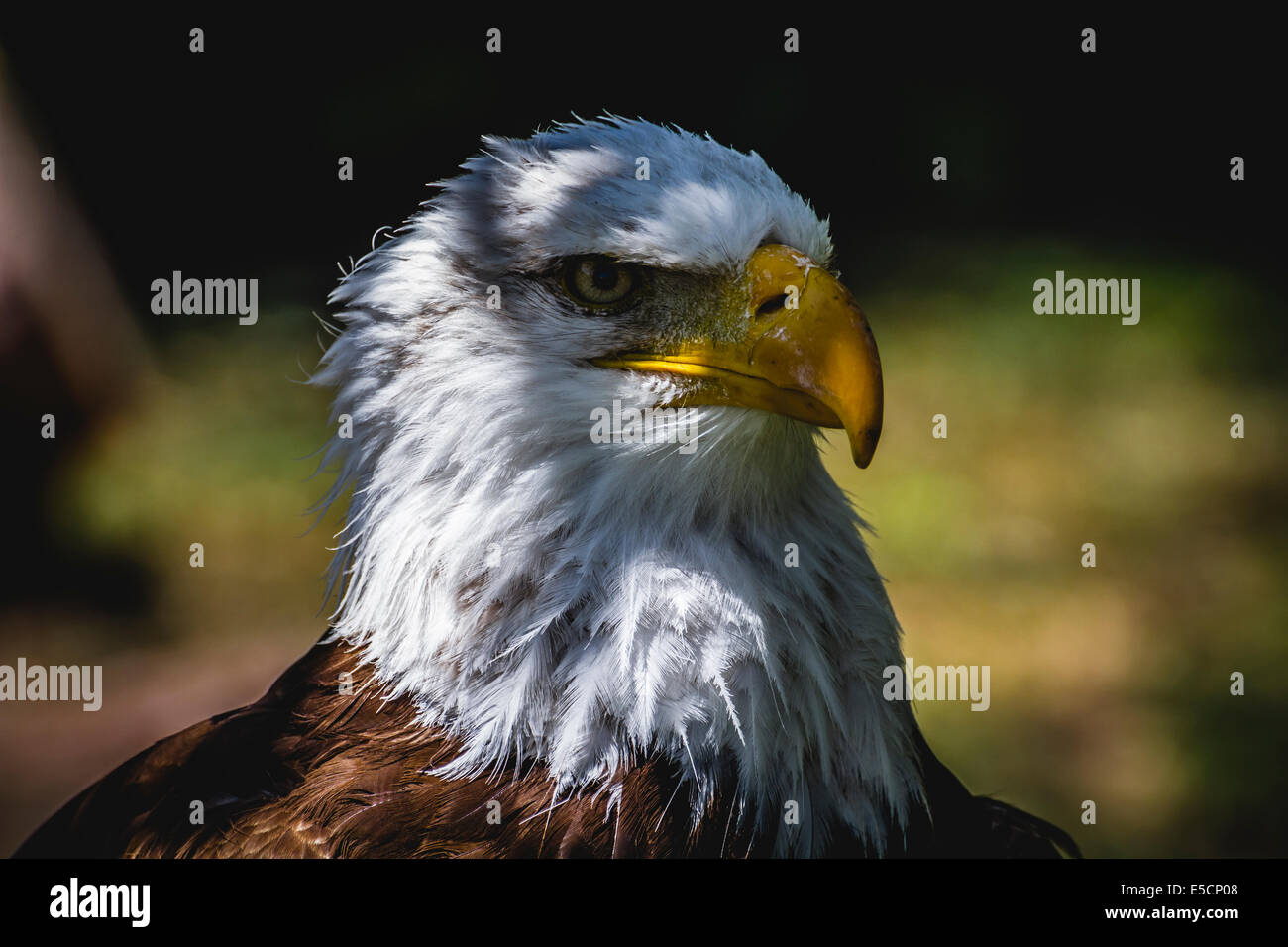 American white-headed eagle Stock Photo - Alamy