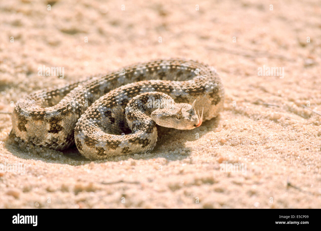 Cerastes cerastes is a venomous viper species native to the deserts of ...