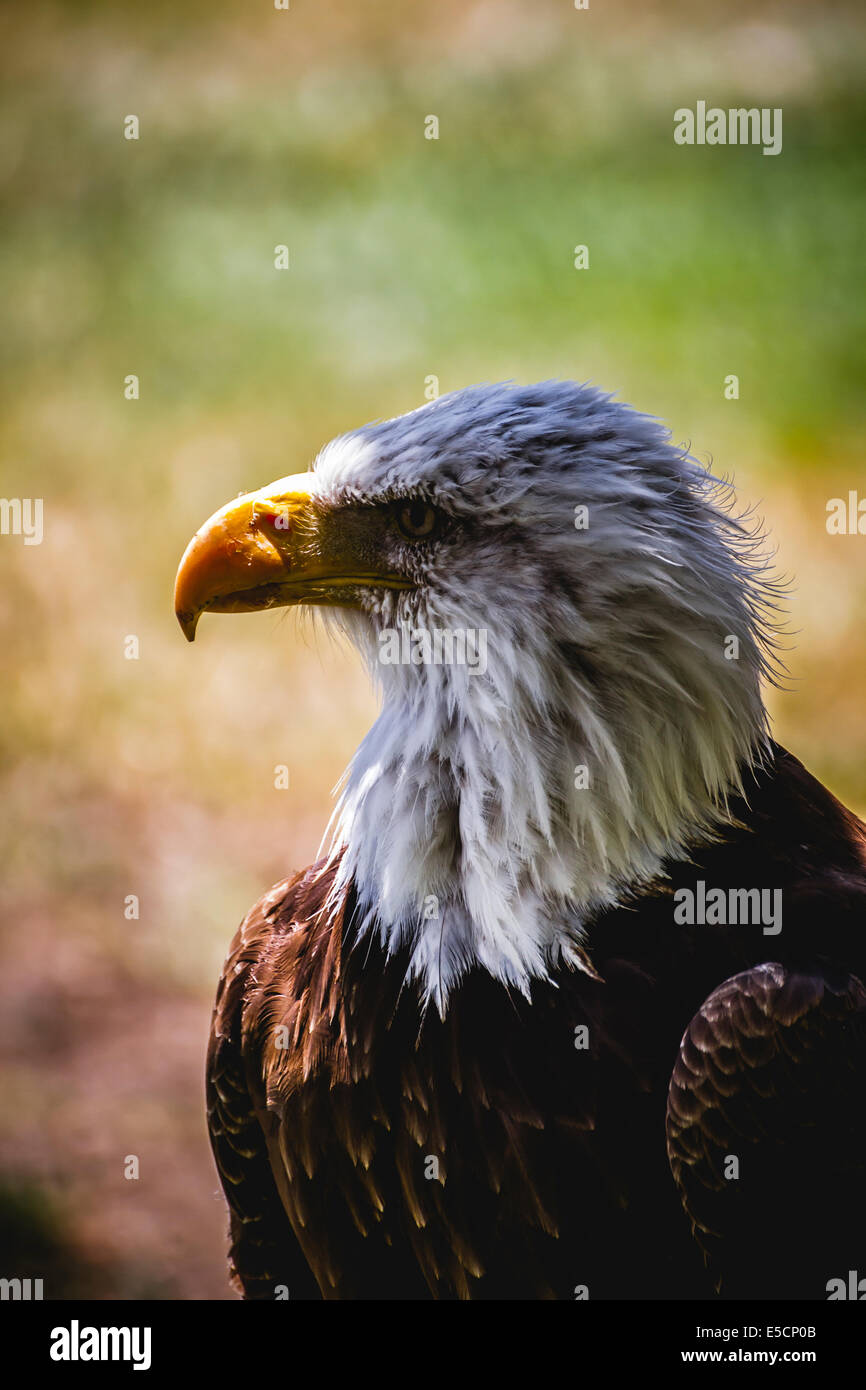 American white-headed eagle Stock Photo - Alamy