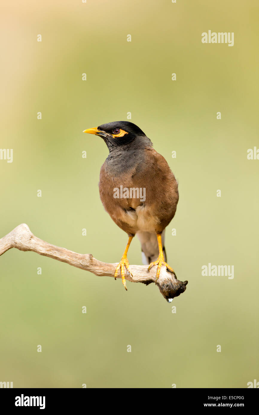 Common myna (or Indian Myna Acridotheres tristis). This bird is native ...