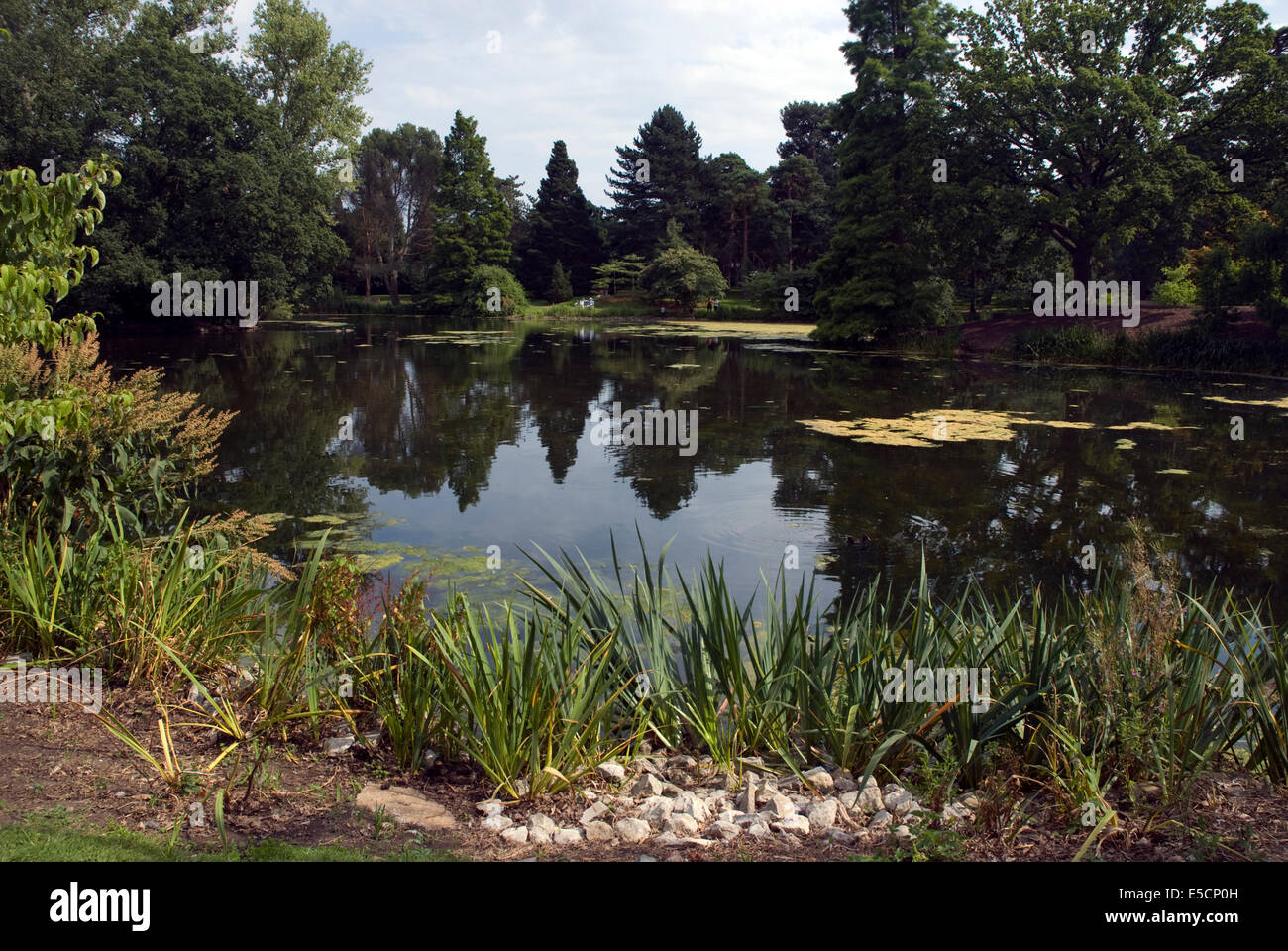 The lake in summer Kew Gardens, Surrey England UK Stock Photo - Alamy