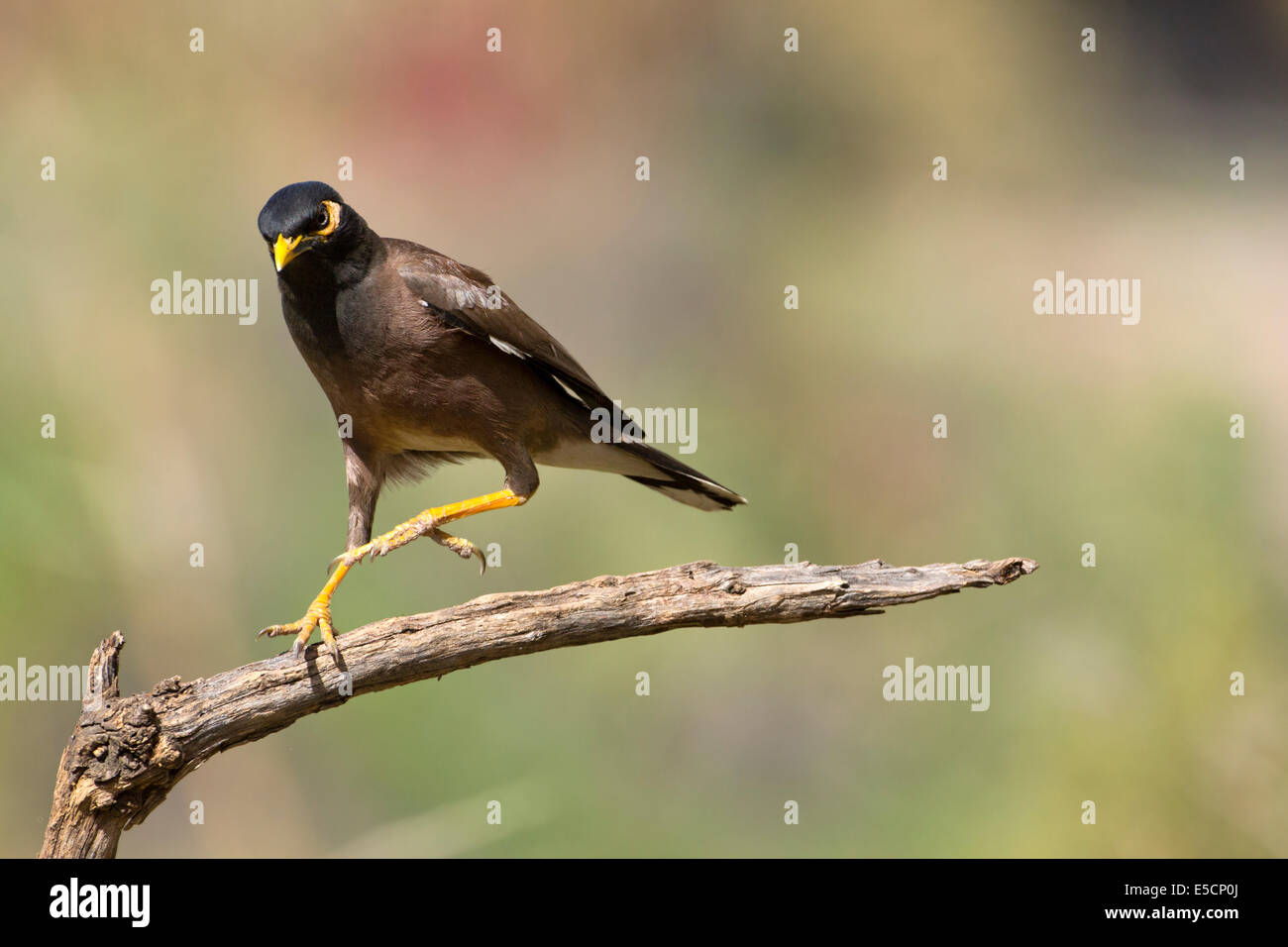 Common myna (or Indian Myna Acridotheres tristis). This bird is native ...