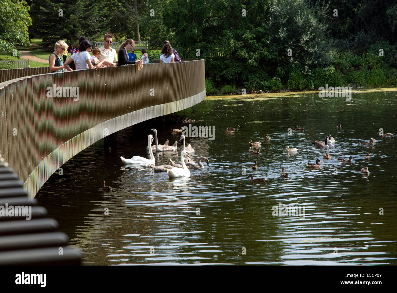 People feeding the swans and ducks from the Sackler Crossing Kew ...