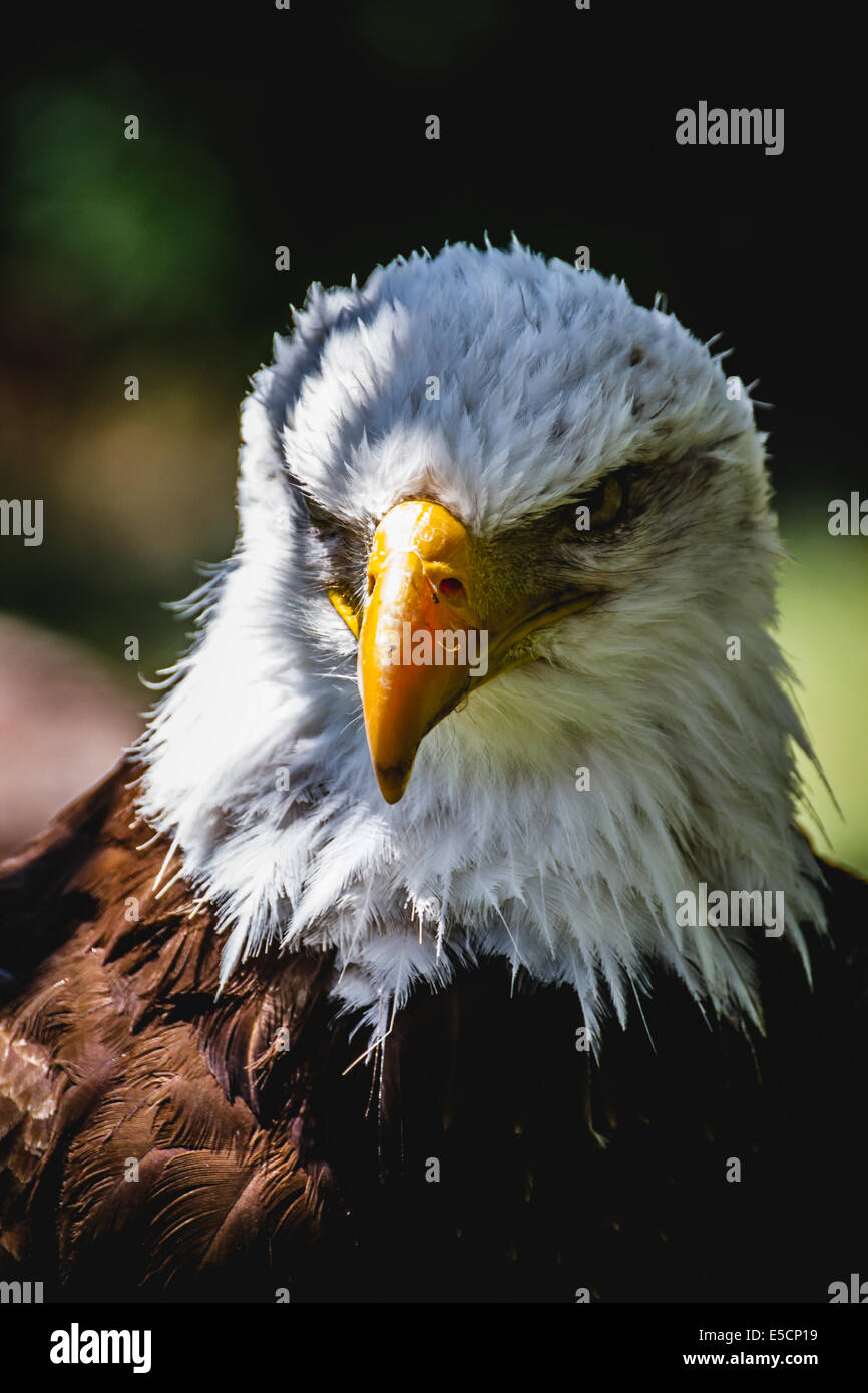 American white-headed eagle Stock Photo - Alamy
