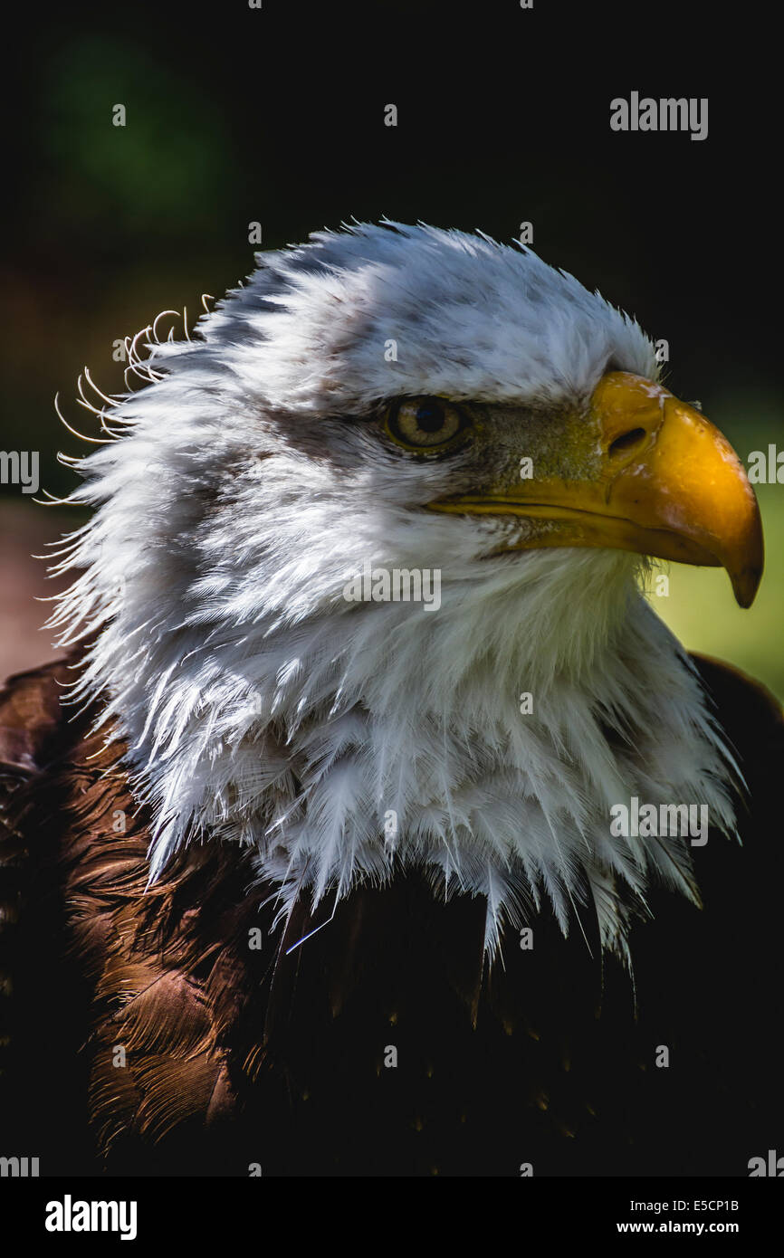 American white-headed eagle Stock Photo - Alamy