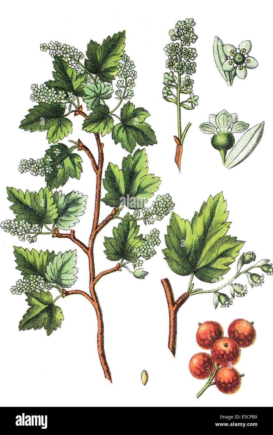 Alpine currant hi-res stock photography and images - Alamy