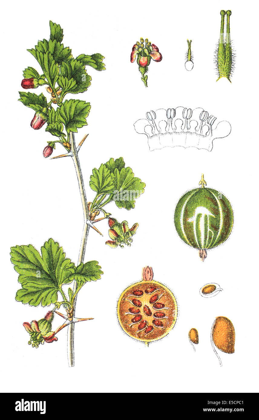 gooseberry, Ribes uva-crispa syn. Ribes grossularia Stock Photo - Alamy