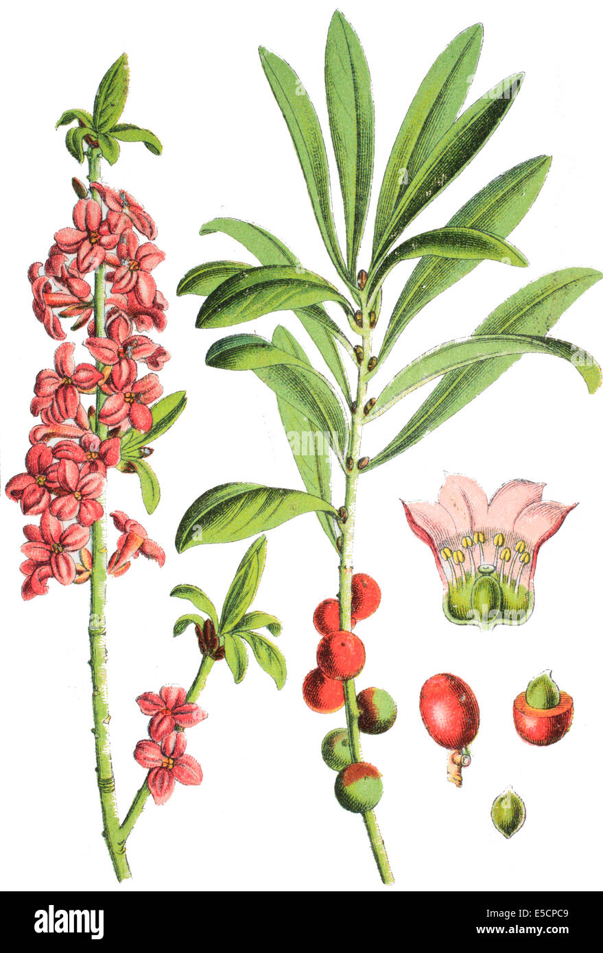 Daphne mezereum, commonly known as mezereon Stock Photo - Alamy