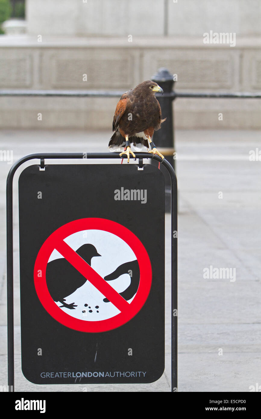 Pigeon control sign hi-res stock photography and images - Alamy
