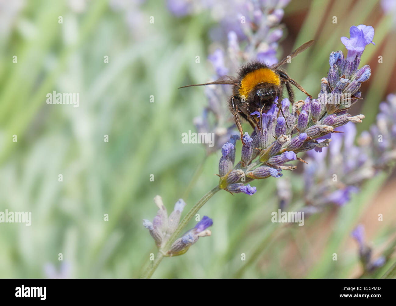 Bee gathering honey nectar hi-res stock photography and images - Alamy