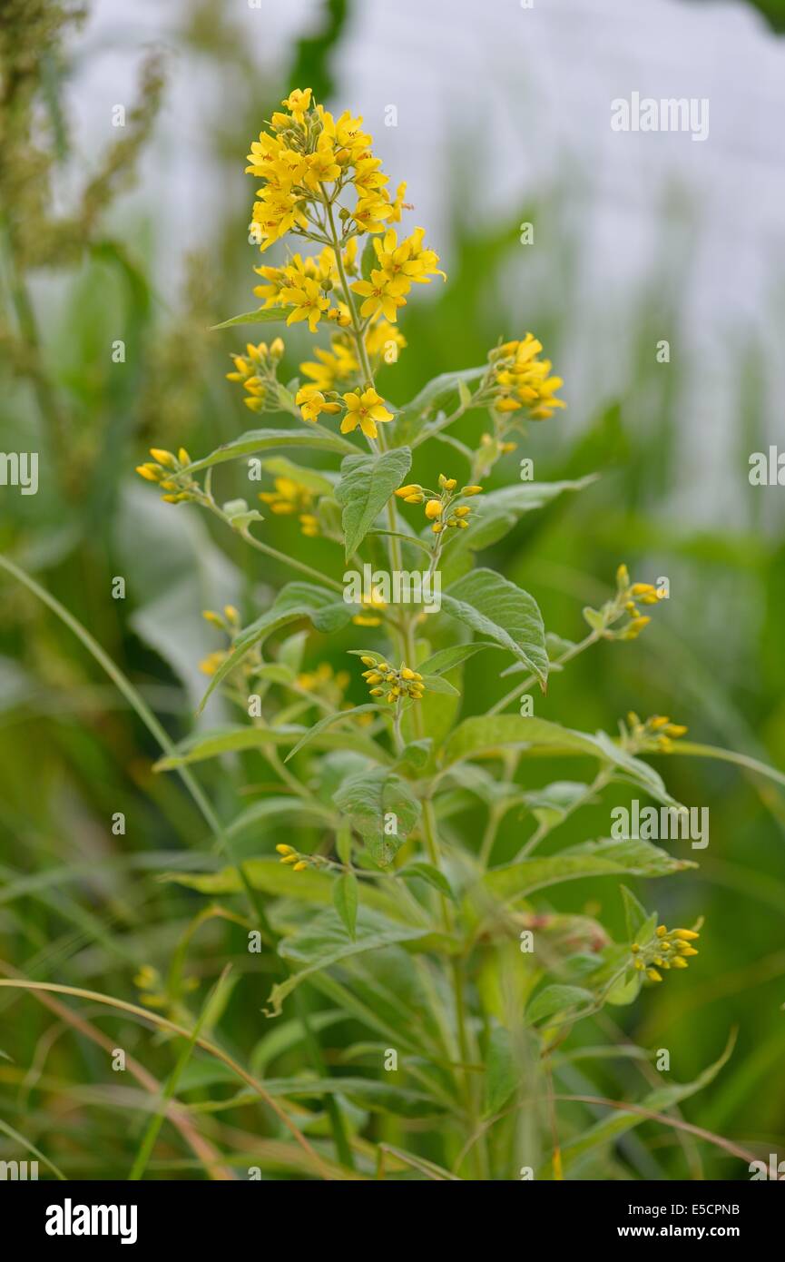 Swamp loosestrife hi-res stock photography and images - Alamy
