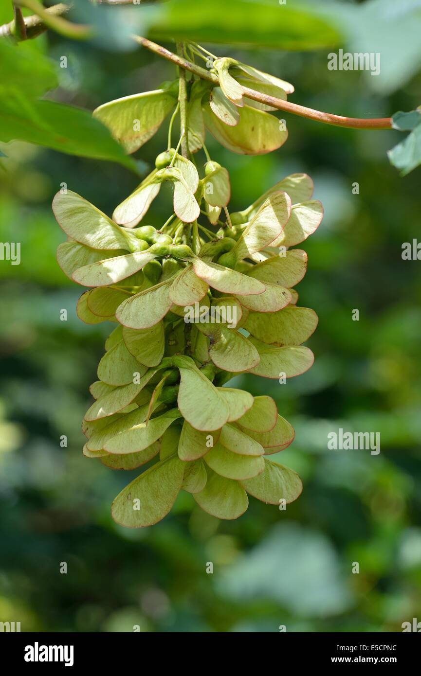 Samara fruits hi-res stock photography and images - Alamy