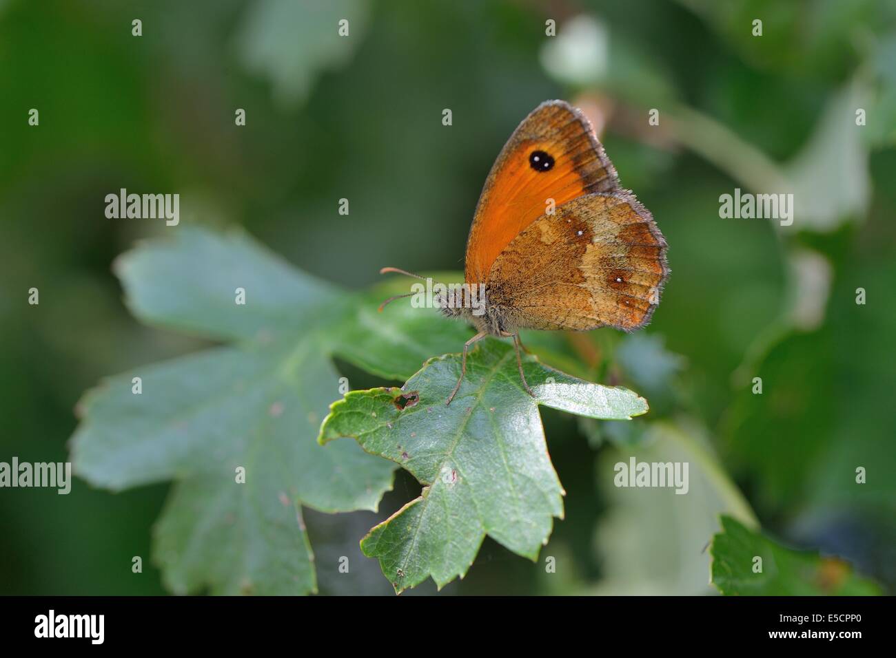 Brown leaves on hedge hi-res stock photography and images - Alamy