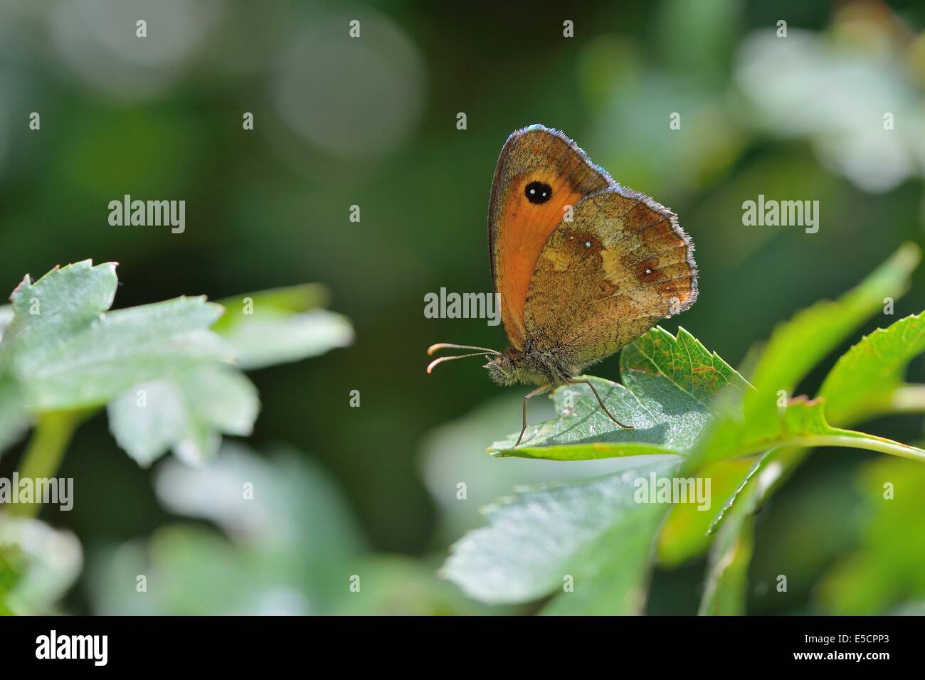 Brown leaves on hedge hi-res stock photography and images - Alamy