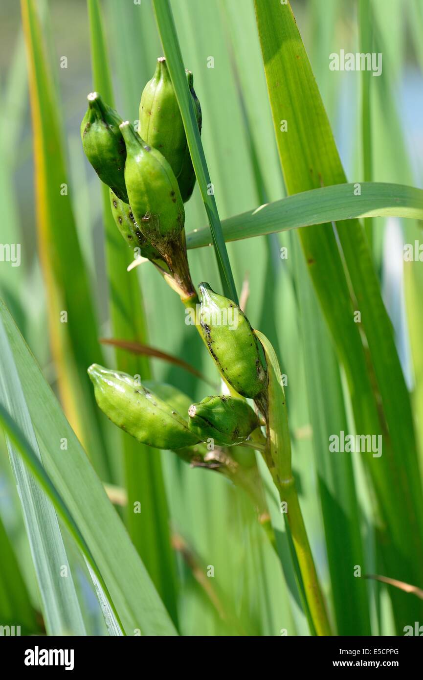 Yellow Iris - Yellow Flag Iris - Water Flag (Iris pseudacorus) fruits ...