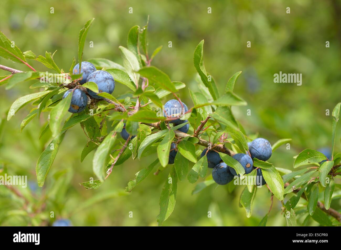 Blackthorn (Prunus spinosa) in fruit Summer Stock Photo - Alamy