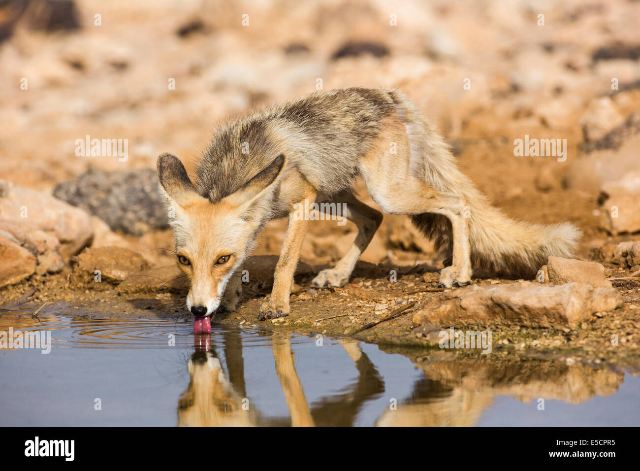 Red Fox (Vulpes vulpes). The Red Fox is the largest of the true foxes ...