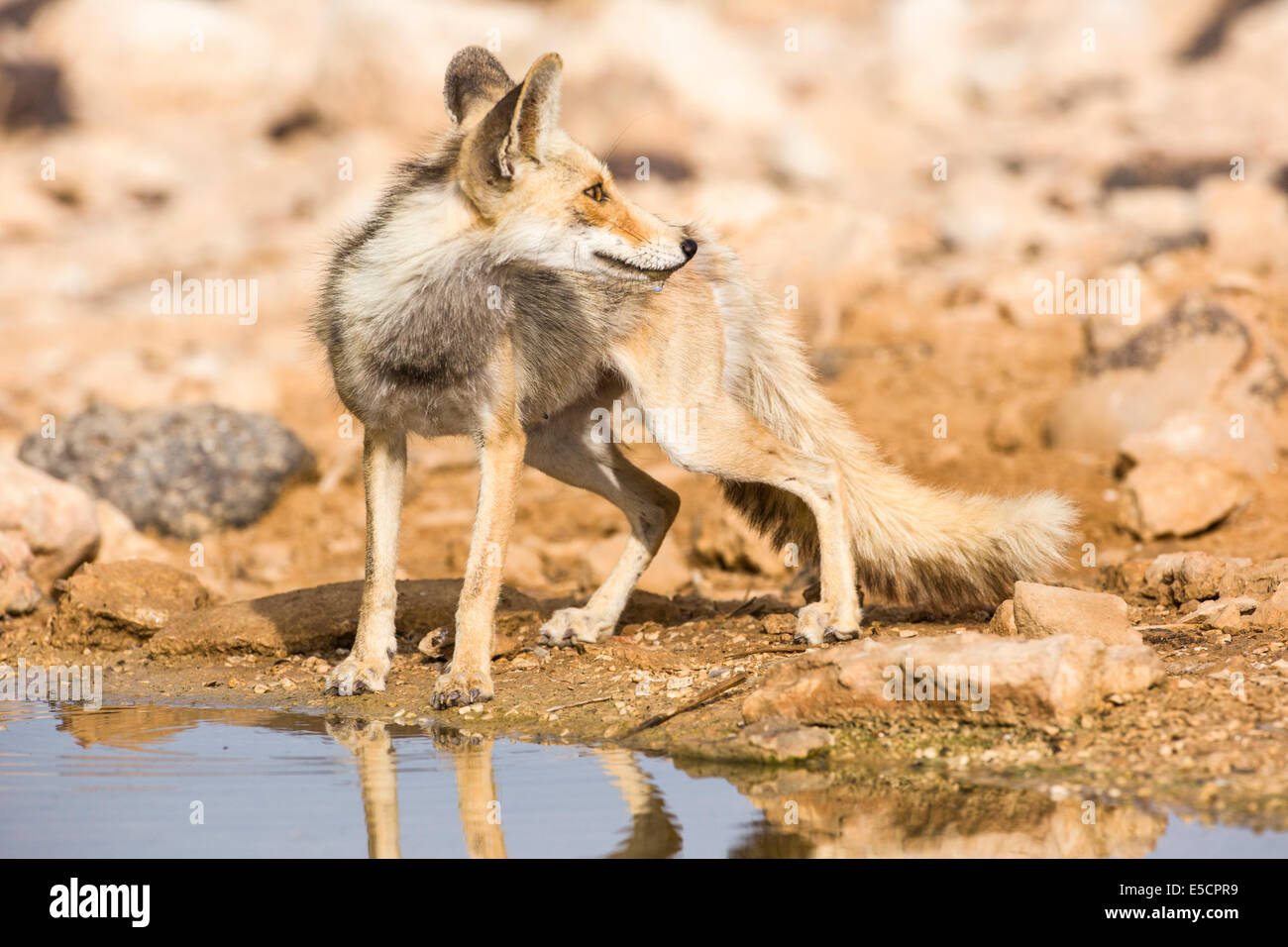 Red Fox (Vulpes vulpes). The Red Fox is the largest of the true foxes ...