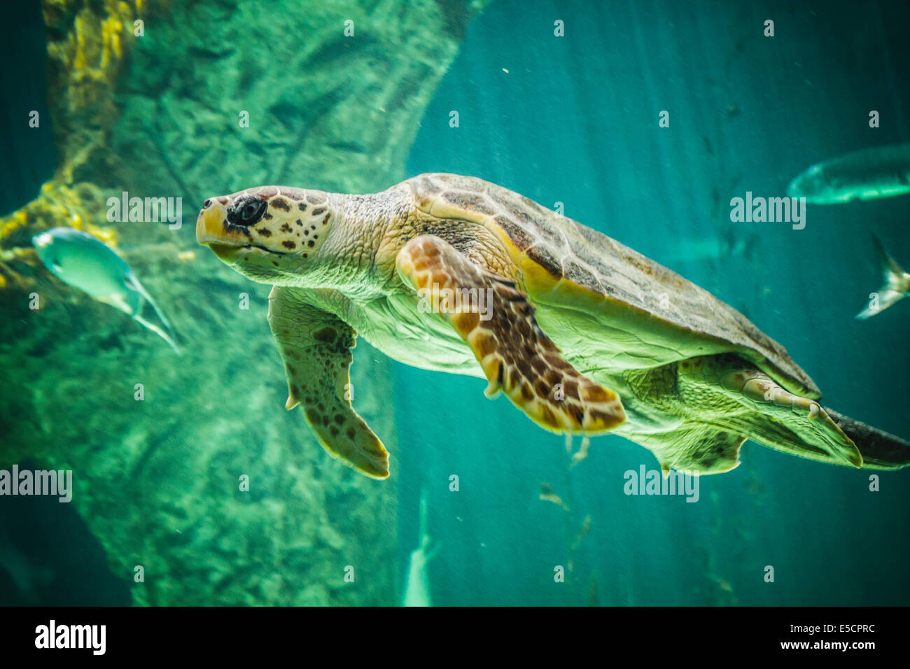 huge turtle swimming under the sea Stock Photo - Alamy