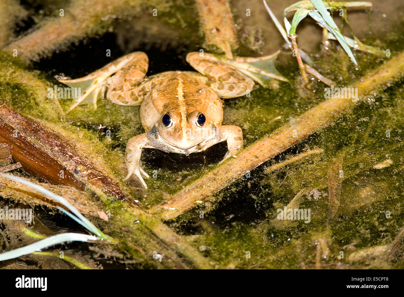 Marsh Frog (Pelophylax ridibundus in the past was also known as Rana ...