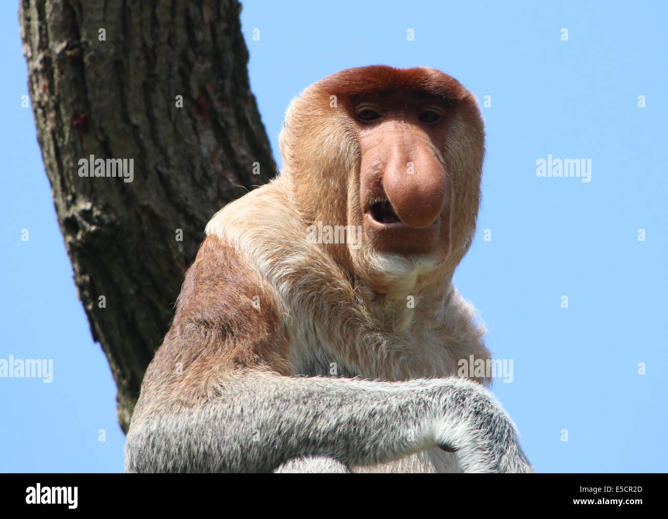 Male Proboscis or long-nosed monkey (Nasalis larvatus), close-up of ...