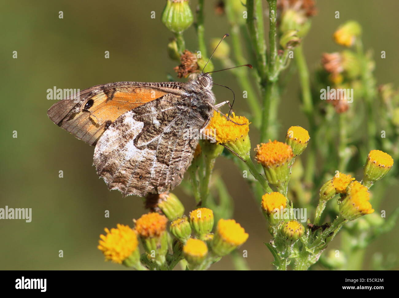 Hipparchia semele hi-res stock photography and images - Alamy