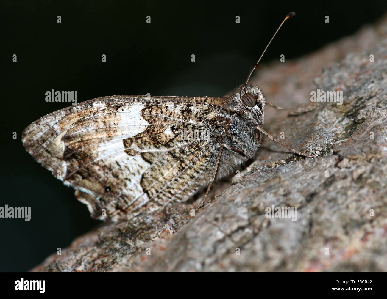 Grayling butterfly (Hipparchia semele) with closed wings, well ...