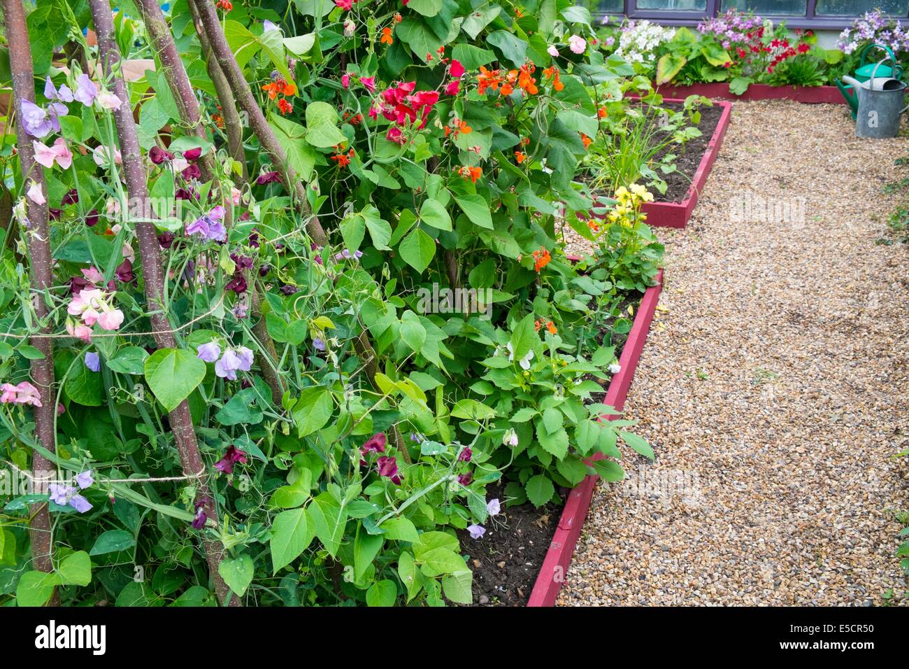 Summer garden with Runner beans growing alongside old fashion sweet ...