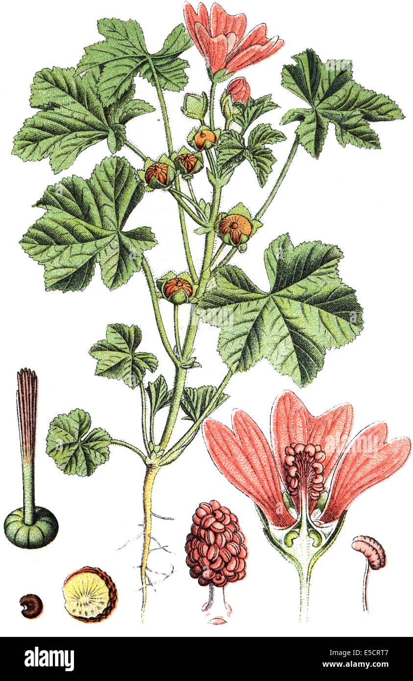 Malva sylvestris is a species of the mallow genus Malva in the family ...