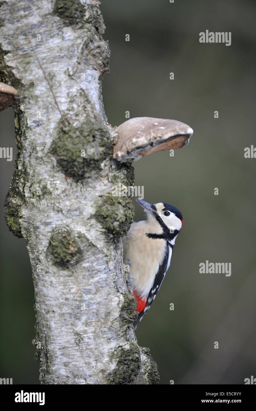 Great Spotted Woodpecker (Dendrocopos major - Dendrocopus major ...