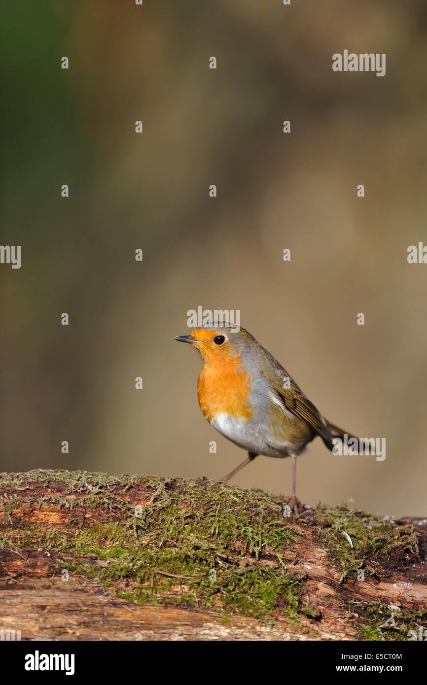 Robin on tree log hi-res stock photography and images - Alamy