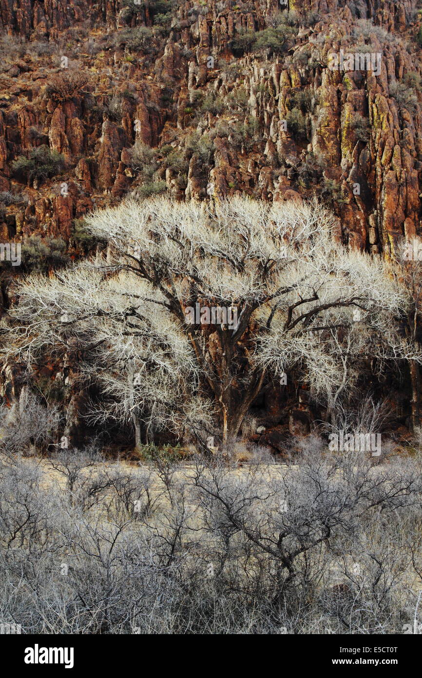 Cottonwood tree hi-res stock photography and images - Alamy