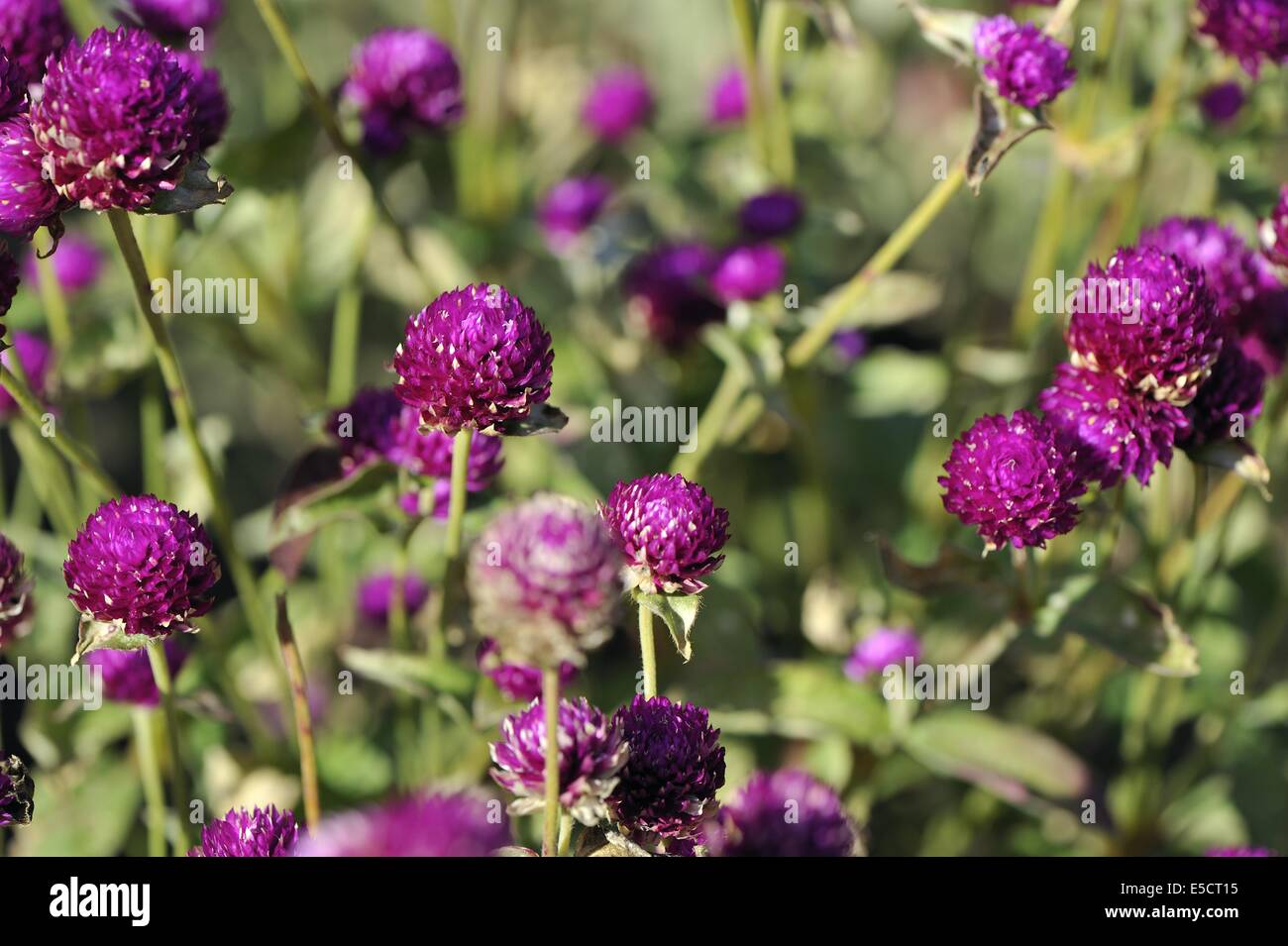 Globe Amaranth (Gomphrena globosa) flowering in summer in a garden ...