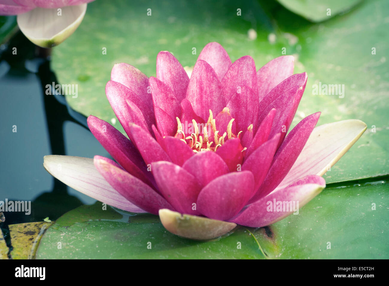 Japanese lotus hi-res stock photography and images - Alamy