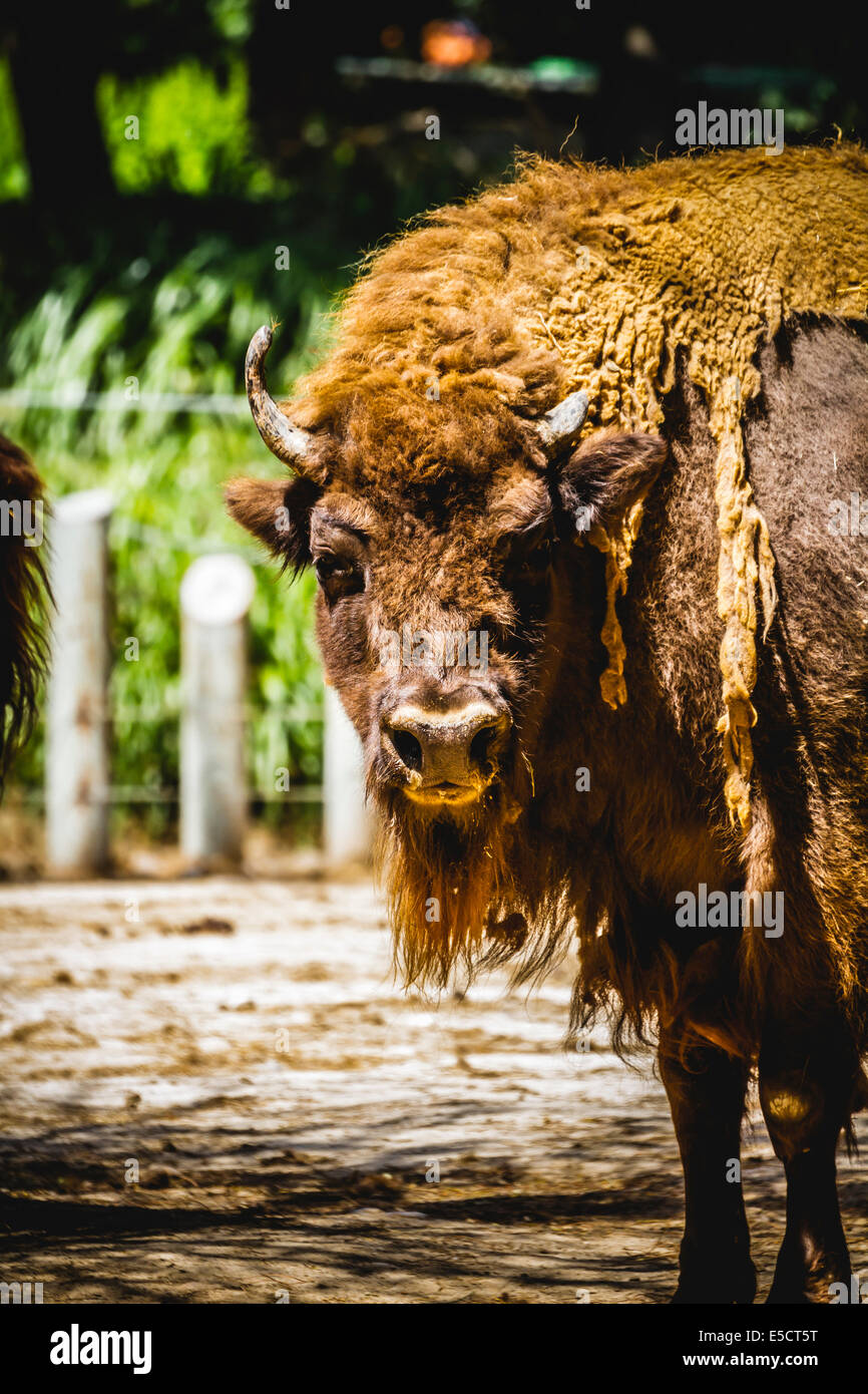 great and mighty bison, america Stock Photo - Alamy