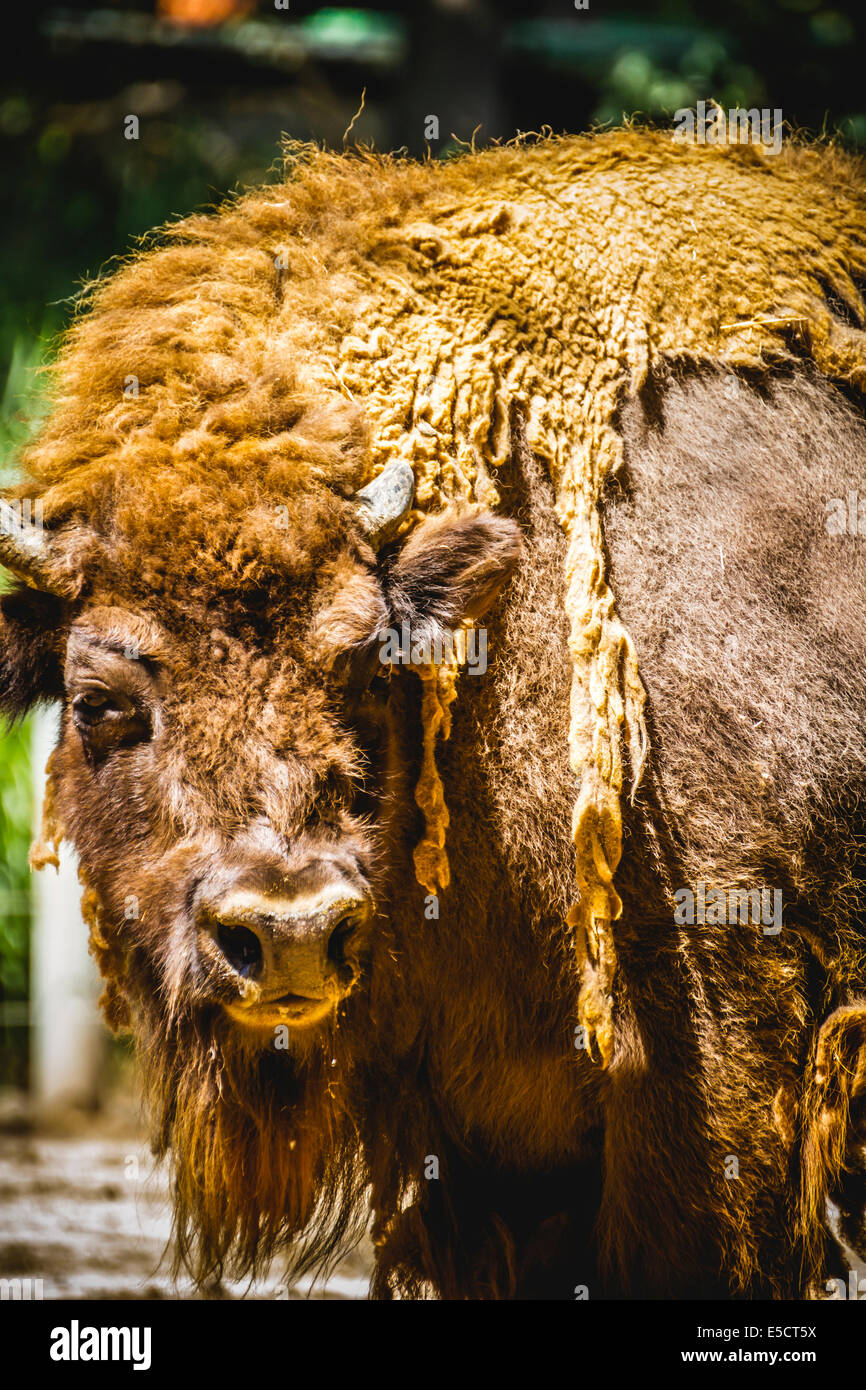 great and mighty bison, america Stock Photo - Alamy