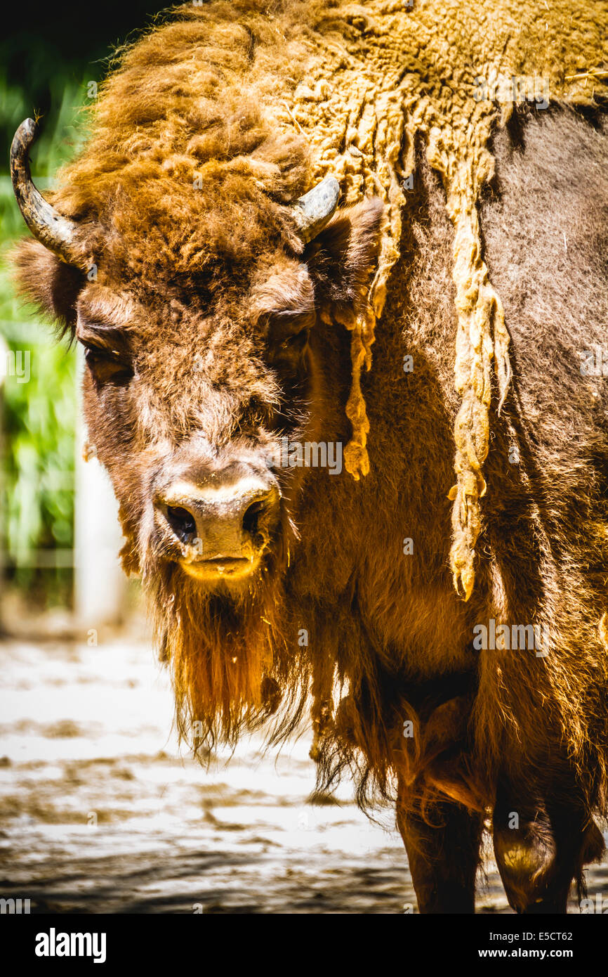 horn, great and mighty bison, america Stock Photo - Alamy