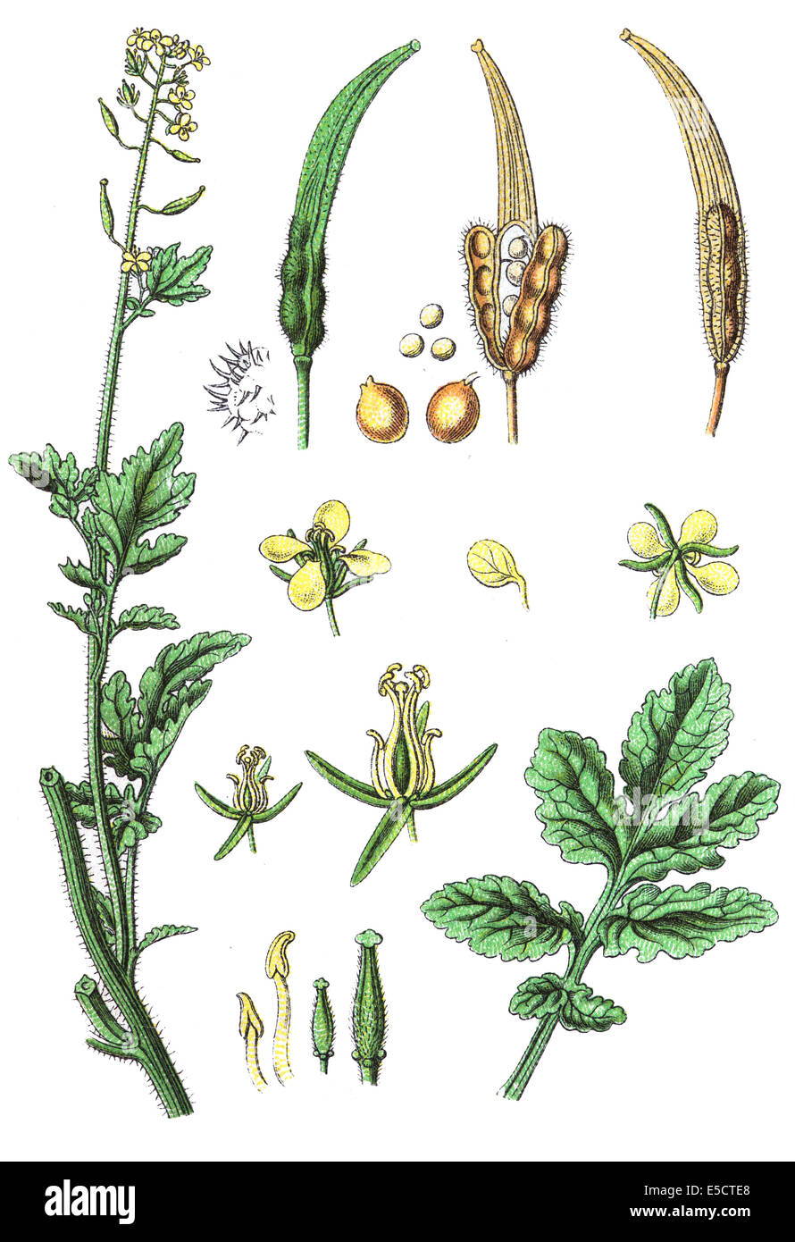 Sinapis alba, White mustard Stock Photo - Alamy