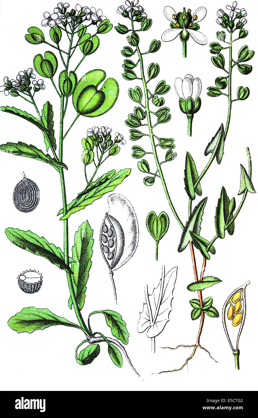 left: Thlaspi arvense, field penny-cress. right: Thlaspi perfoliatum ...
