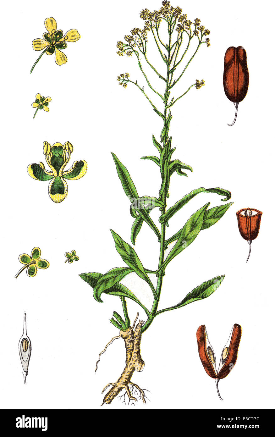 Isatis tinctoria, woad, glastum Stock Photo - Alamy