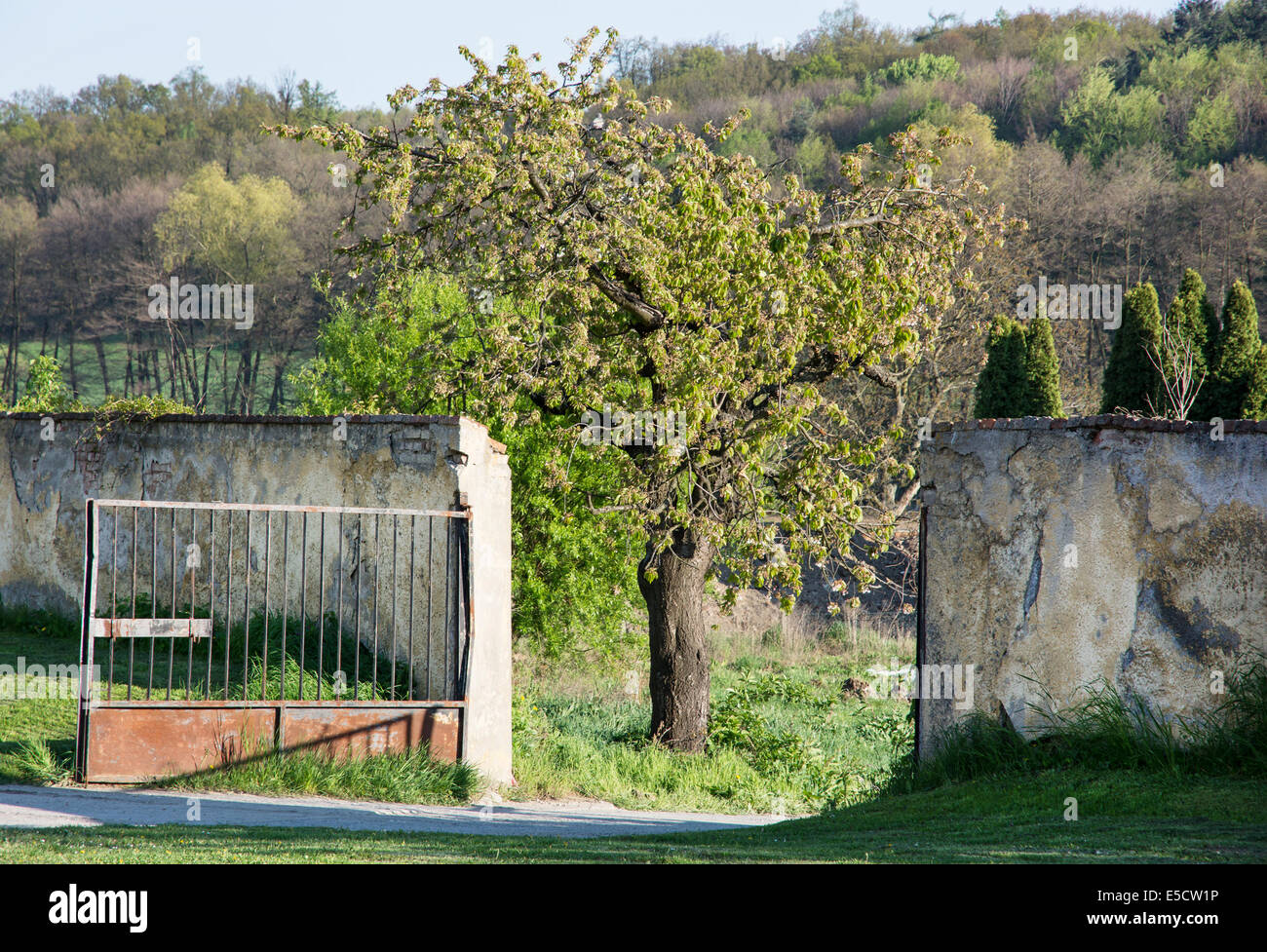 Spreading tree and metal gate. Outdoor theme Stock Photo - Alamy