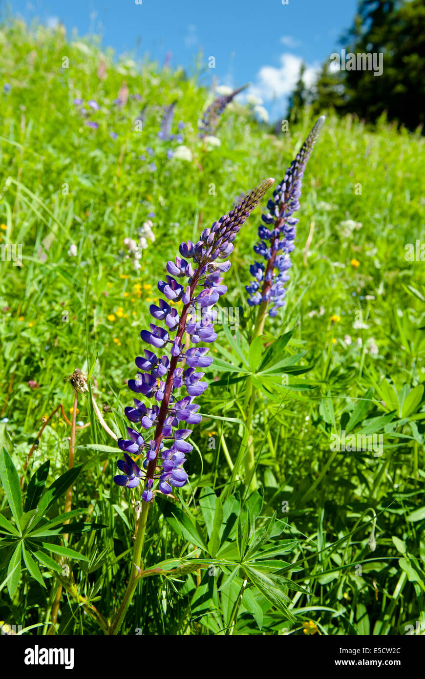 Blue lupin hi-res stock photography and images - Alamy