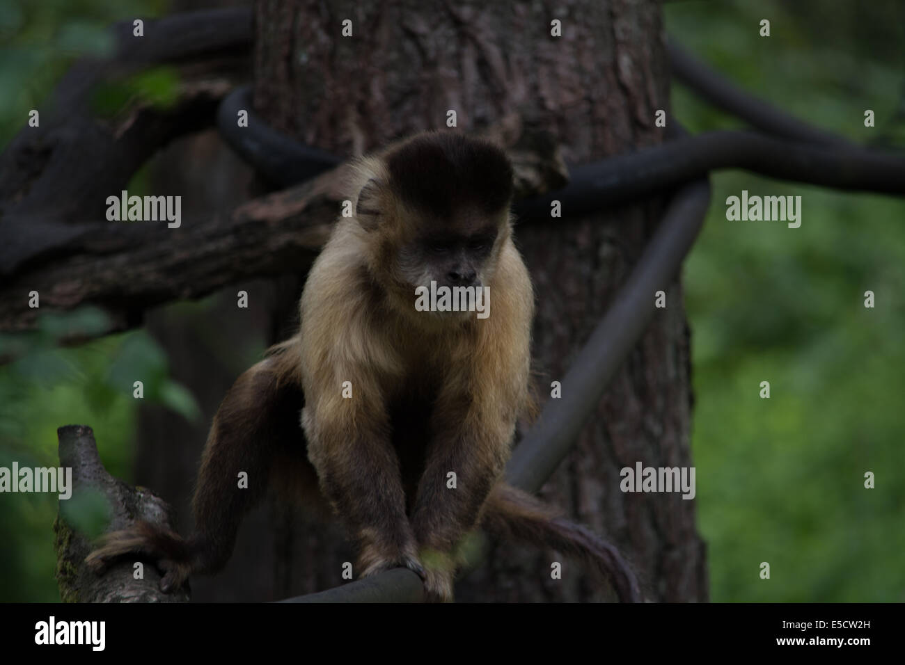 a monkey sitting down Stock Photo - Alamy