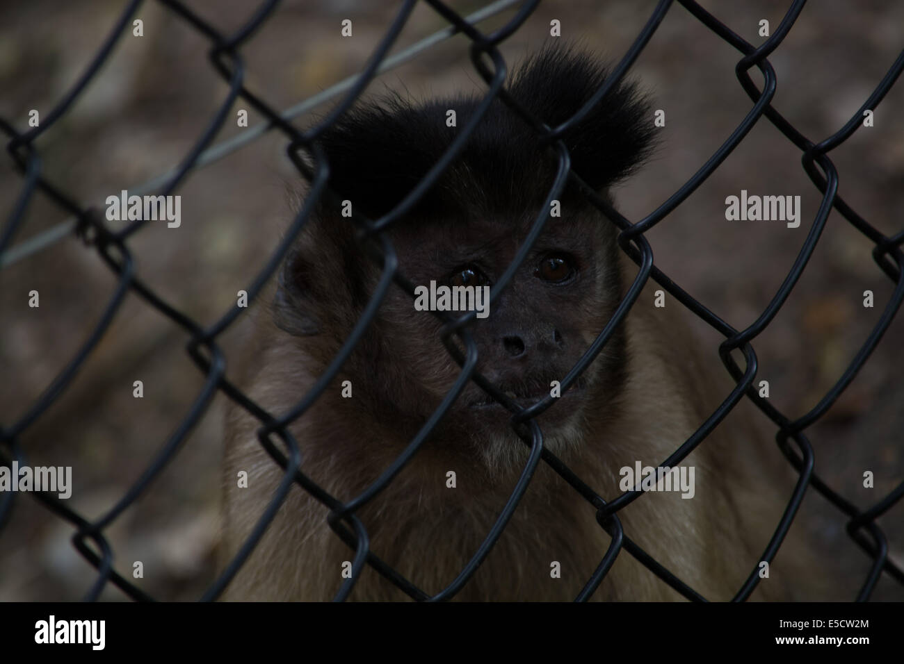 cute little monkey Stock Photo - Alamy