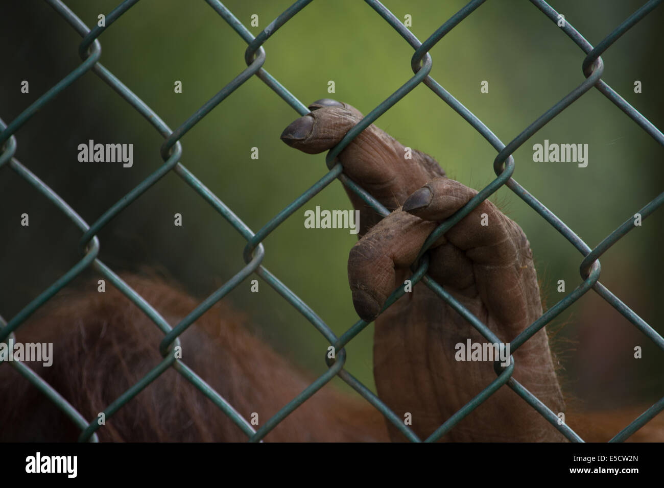 Monkey hand hi-res stock photography and images - Alamy