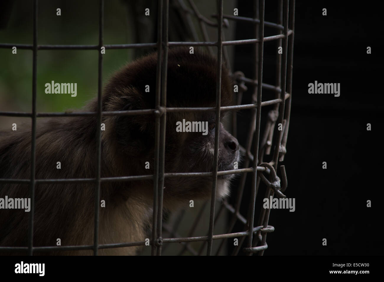 Monkey zoo cage hi-res stock photography and images - Alamy