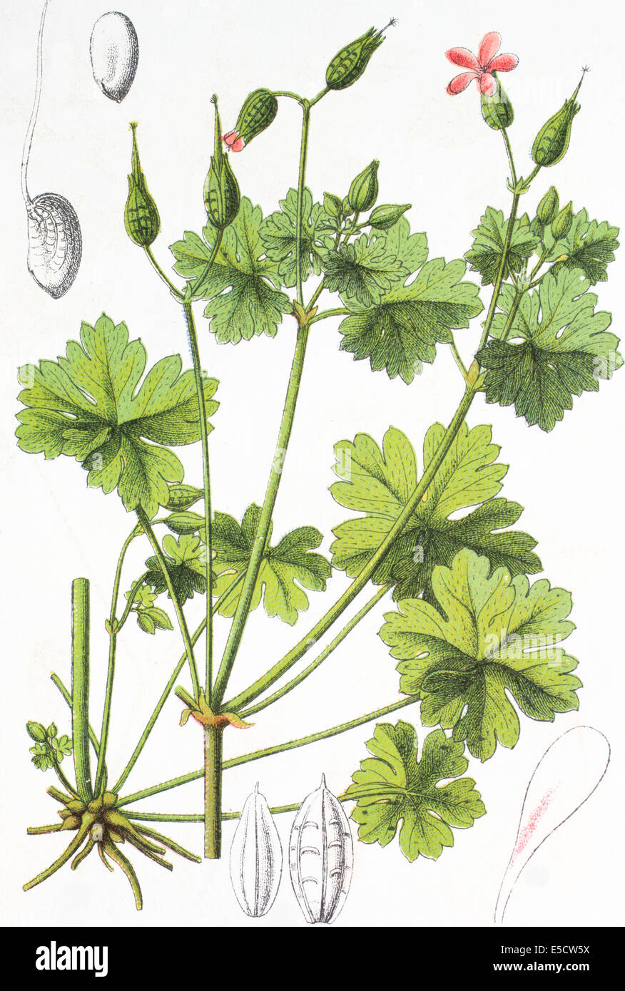 Geranium lucidum, shining cranesbill or shining geranium Stock Photo ...