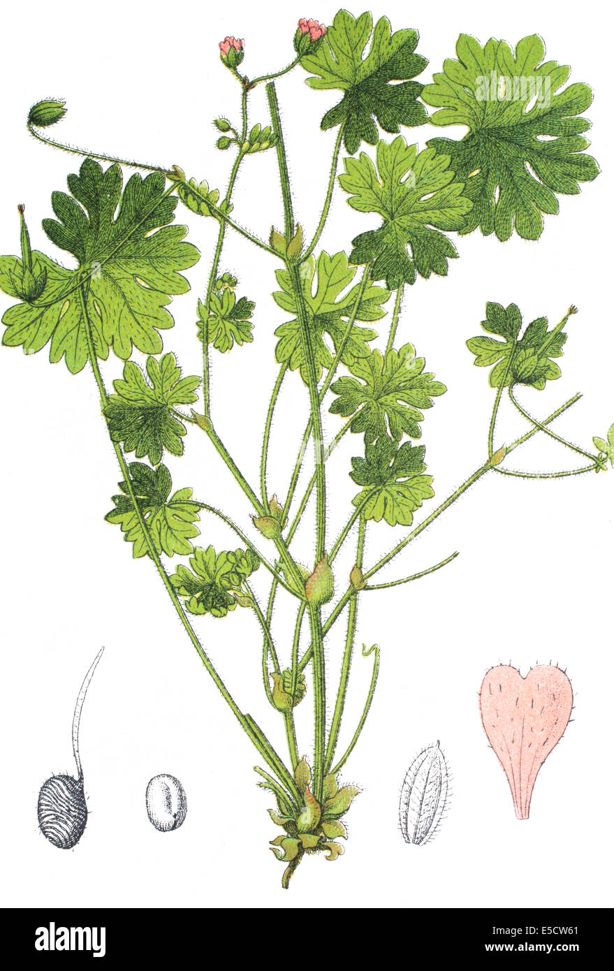 Geranium molle, Dove's-foot Crane's-bill or Dovesfoot Geranium Stock ...